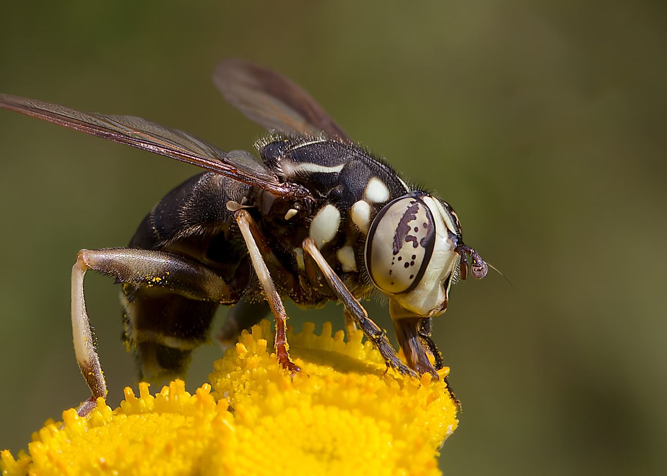 5 Most Dangerous Insects In Pennsylvania
