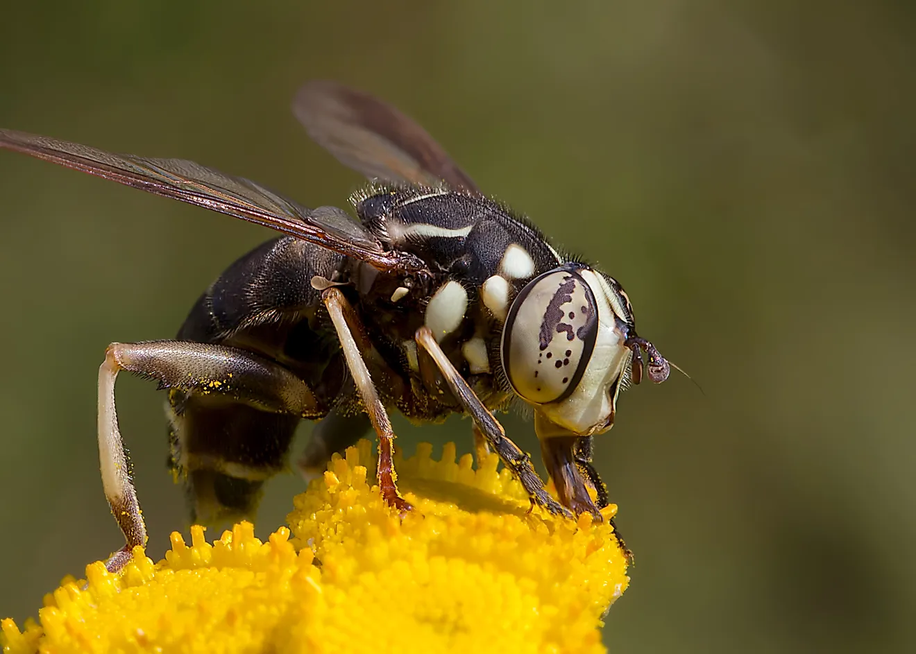 5 Most Dangerous Insects In Pennsylvania