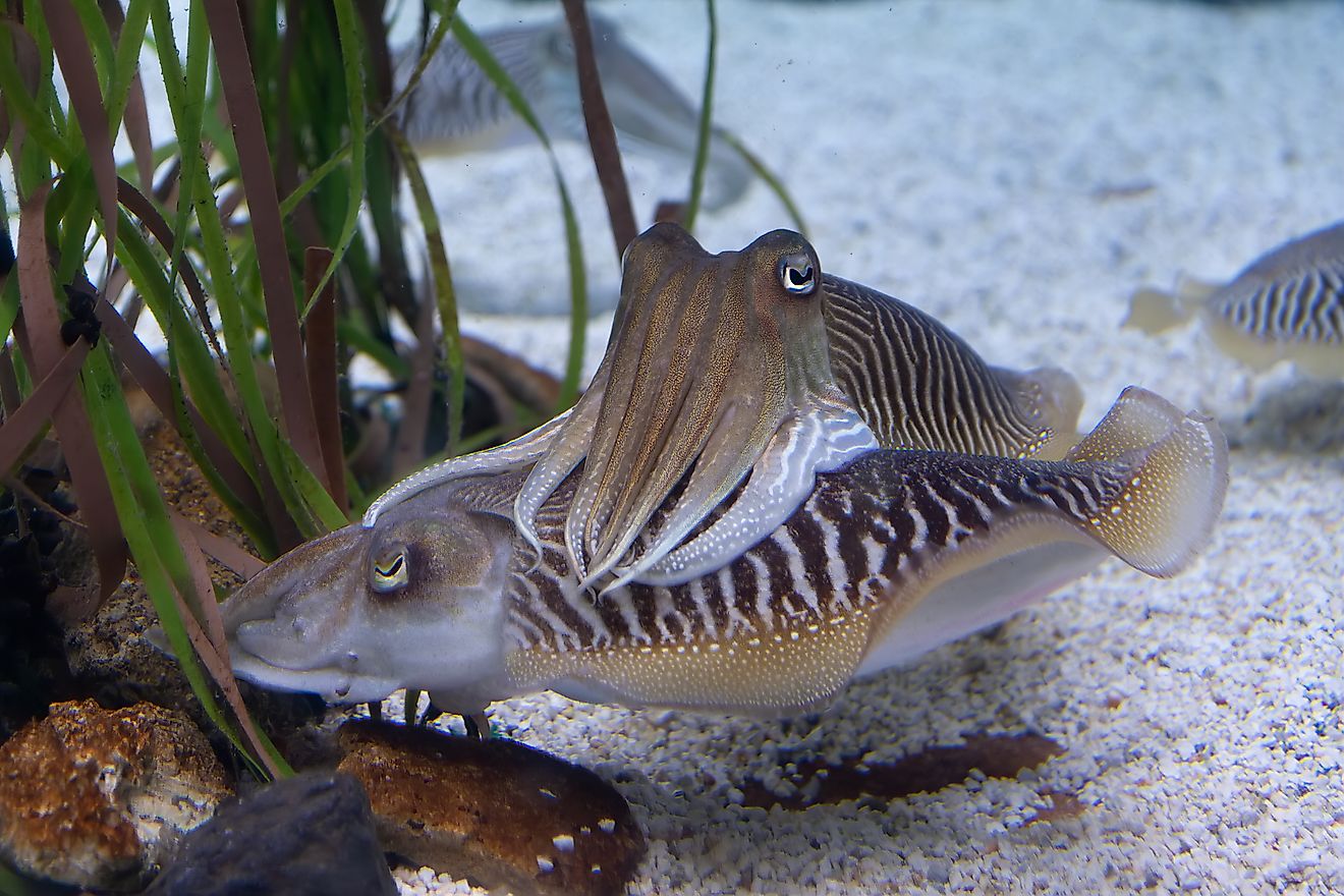 Cuttlefish And The One-Second Makeover