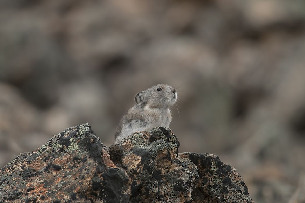 Collared Pika Facts - Animals of North America