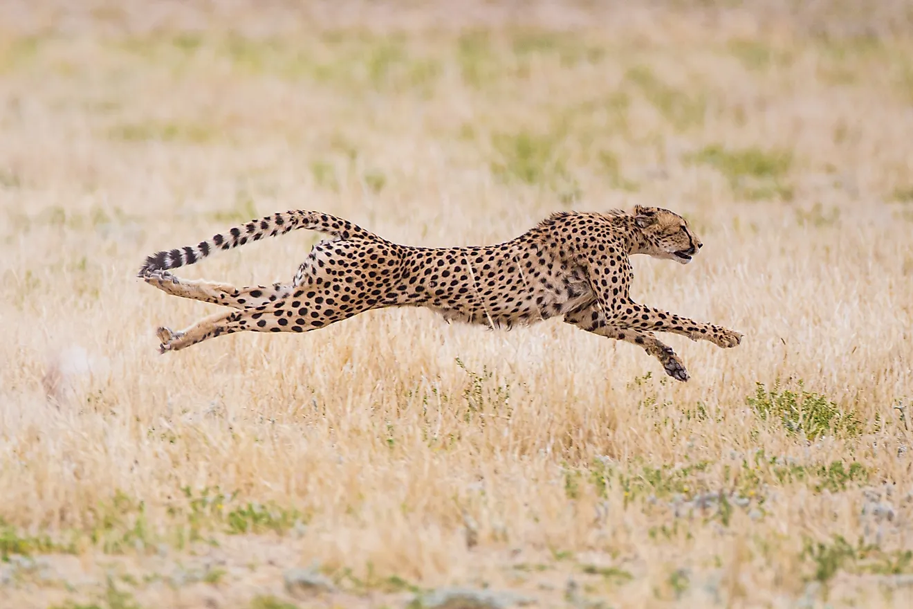 Why Are Cheetahs So Fast?