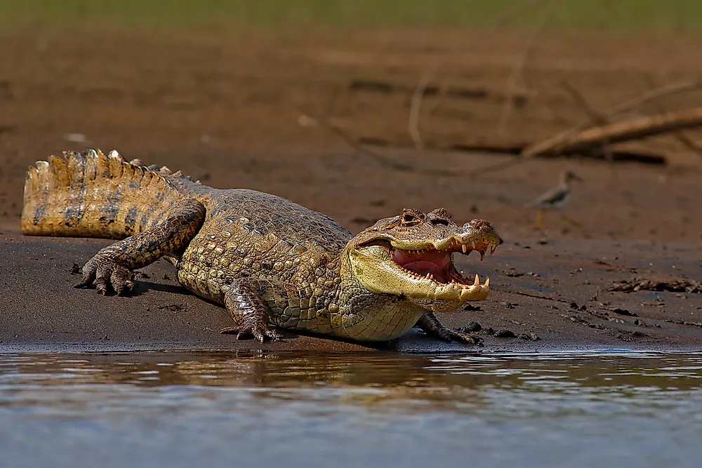 Crocodile Facts - Animals of the World