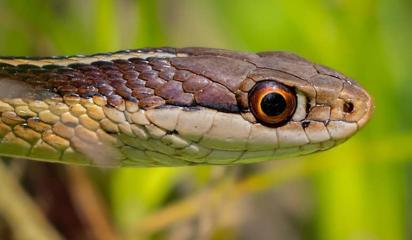 The Most Snake Infested Lakes in Delaware