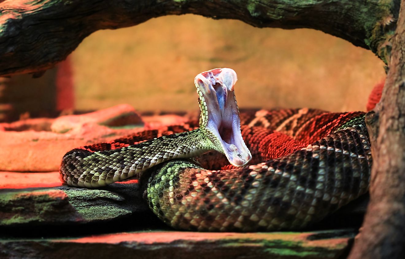 10 Longest Snakes in the United States