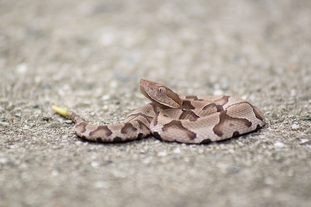 5 Of The Most Common Myths About Rattlesnakes - WorldAtlas 5 Of The Most Common Myths About Rattlesnakes - WorldAtlas