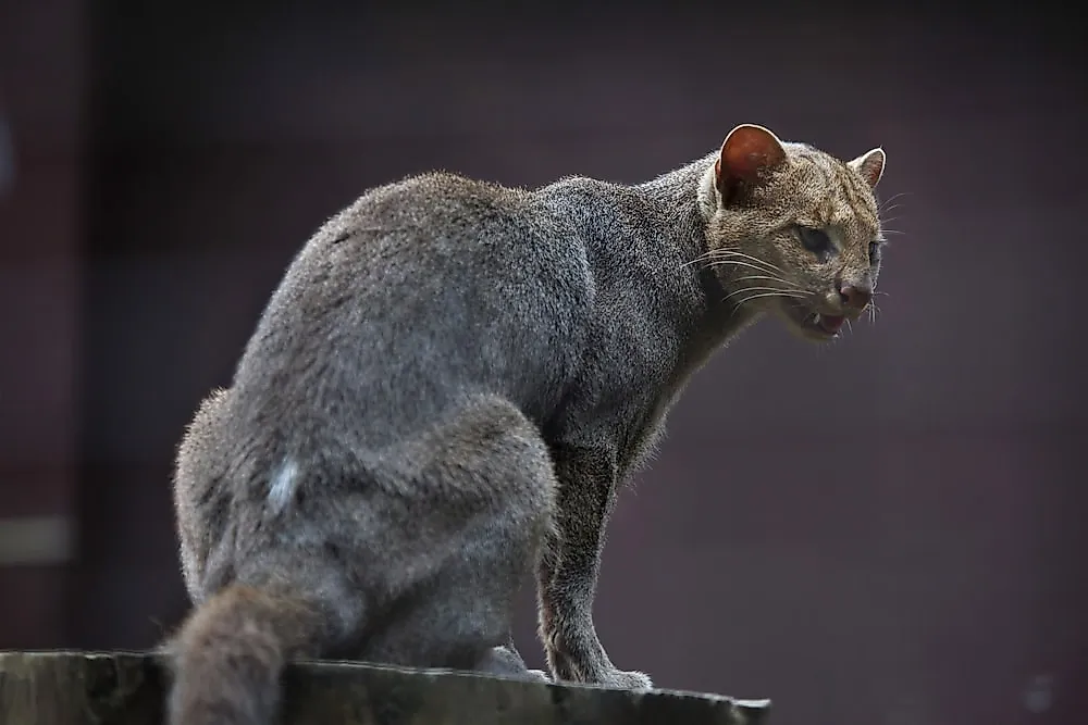 The Wild Cats Of North America WorldAtlas