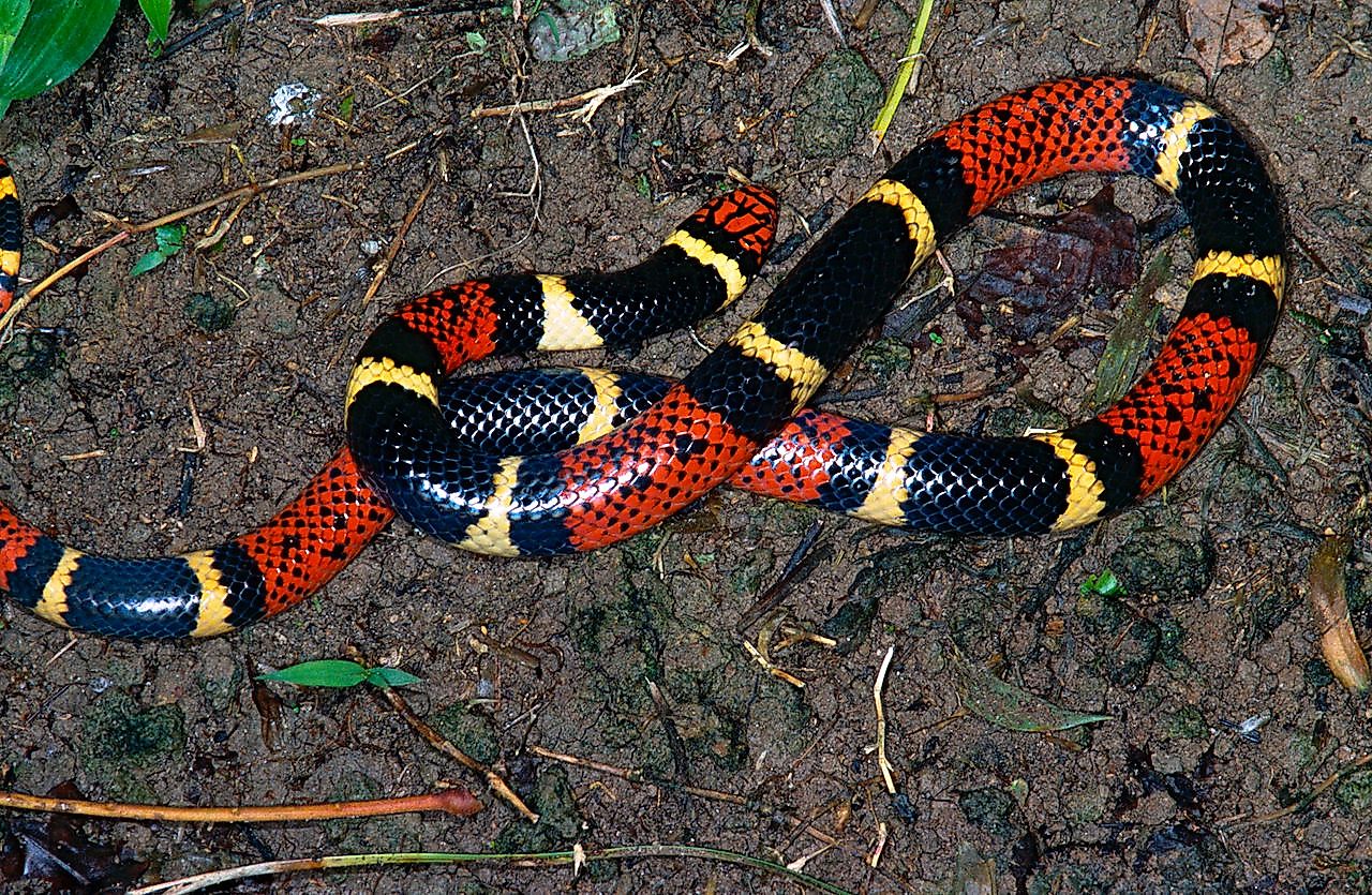 Venomous Snakes Of The Amazon Basin Venomous Snakes Of The Amazon Basin