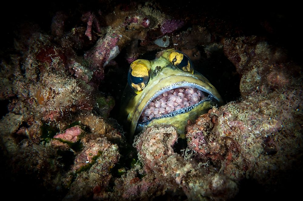 10 Of The World s Weirdest Fish WorldAtlas 10 Of The World s Weirdest Fish WorldAtlas