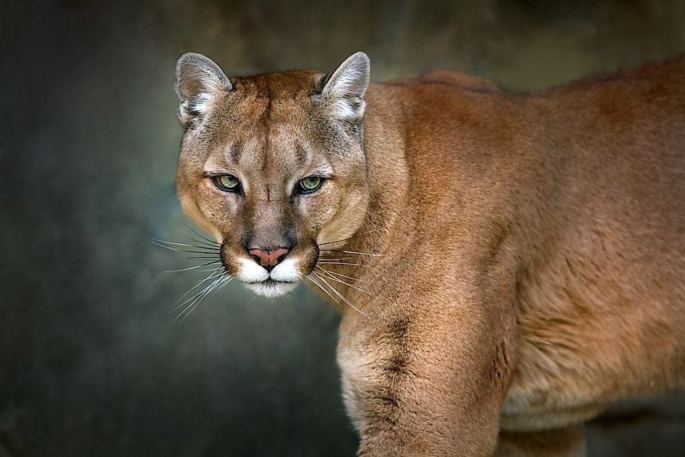 The Wild Cats Of North America WorldAtlas The Wild Cats Of North America WorldAtlas