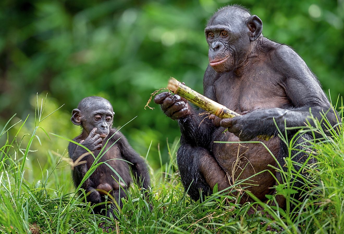 Unique Ways Of Communication In Animals WorldAtlas Unique Ways Of Communication In Animals WorldAtlas