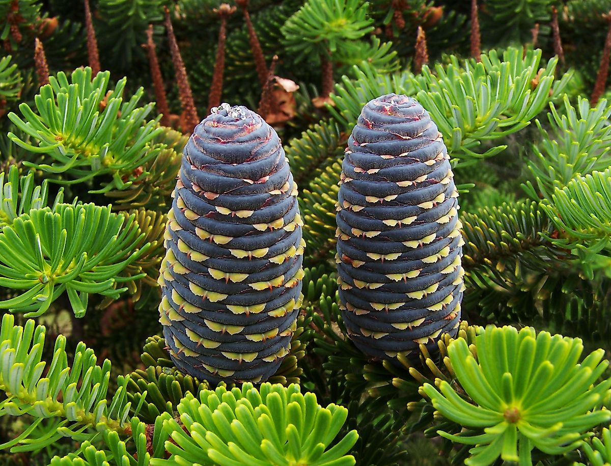 Plants Under Threat Dangers To The Flora Of Earth WorldAtlas