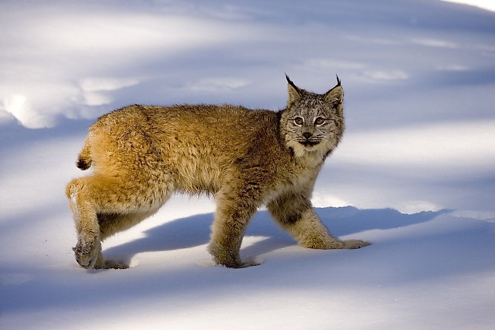 The Wild Cats Of North America WorldAtlas