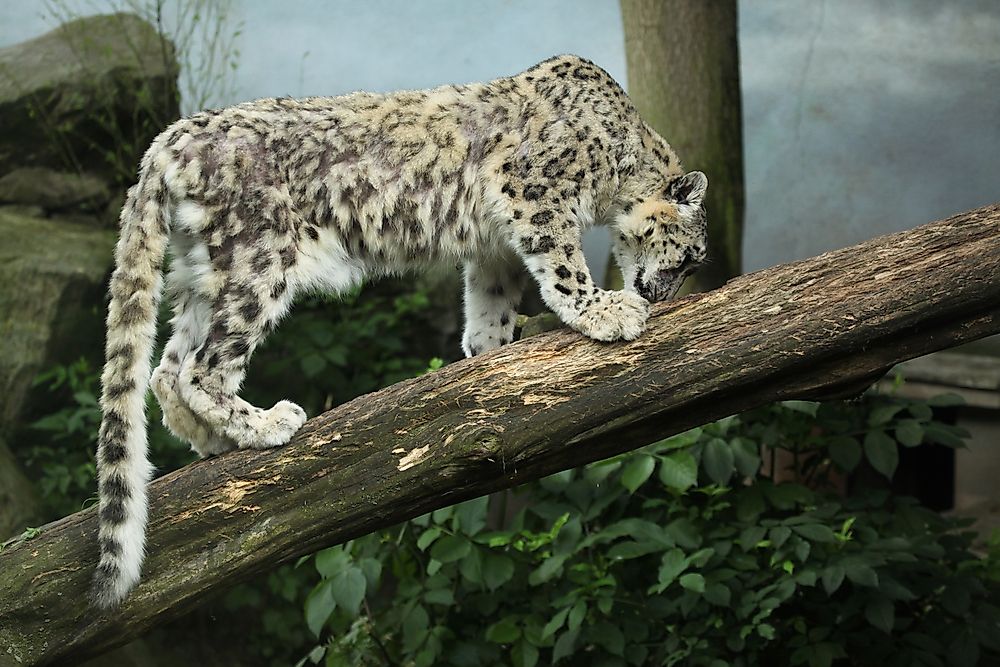 10 Animals That Live In Pakistan Pakistan Animals WorldAtlas