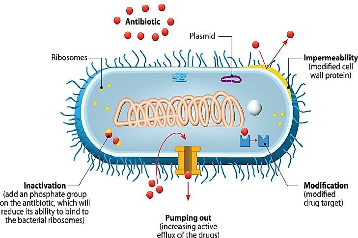 What Is Antimicrobial Resistance WorldAtlas