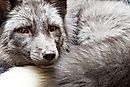 Silver Fox Facts: Animals of North America - WorldAtlas.com