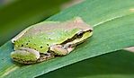What Is The Colorado State Amphibian? - WorldAtlas.com
