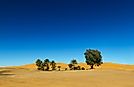 How Are Tumbleweeds Formed? - WorldAtlas.com