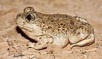 What Is The Colorado State Amphibian? - WorldAtlas.com