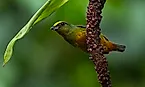 Native Plants Of Guatemala - WorldAtlas.com