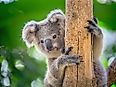 Quokka Facts: Animals of Oceania - WorldAtlas.com
