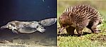 The 5 Species Of Monotremes Living Today - WorldAtlas.com