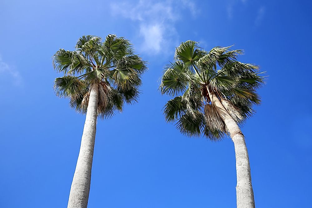 Are Palm Trees Native To Florida WorldAtlas
