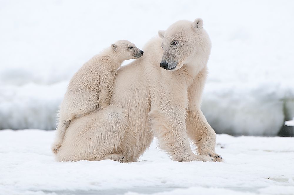 The Polar Bear Population Worldwide: Important Facts And Figures ...