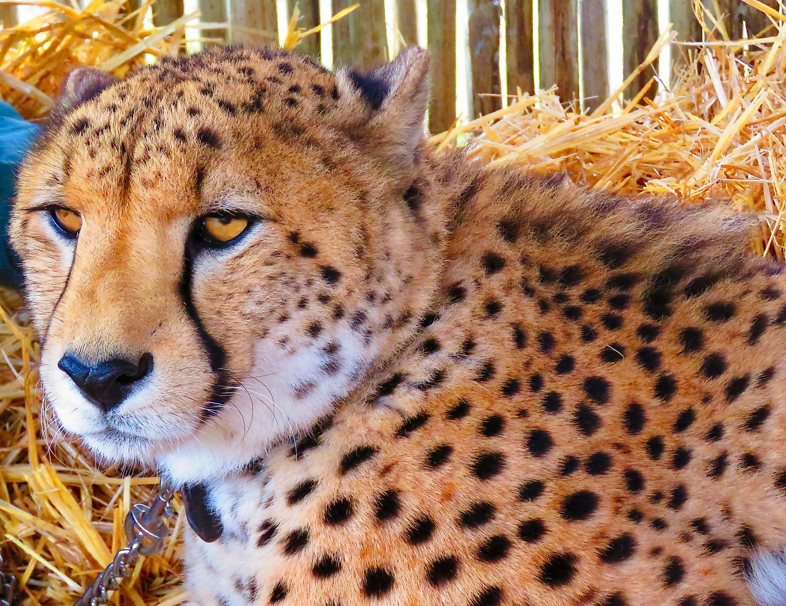 Dogs: the Cheetah's Unlikely Savior
