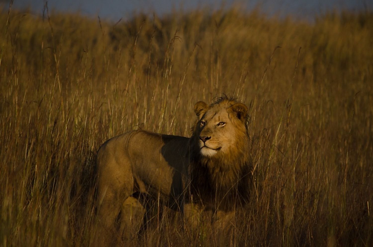 Zambia's 'Tripod Lions' Find A New Lease Of Life In The Kafue National ...