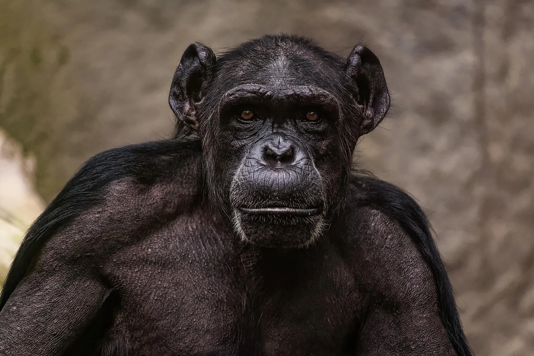 What Was The Gombe Chimpanzee War? - WorldAtlas
