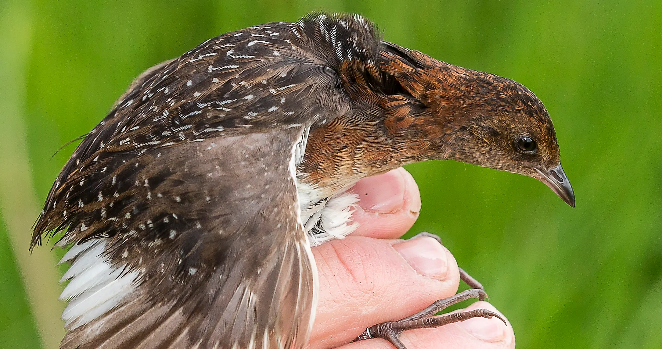 A New Discovery Means New Hope For a Very Rare Bird - WorldAtlas