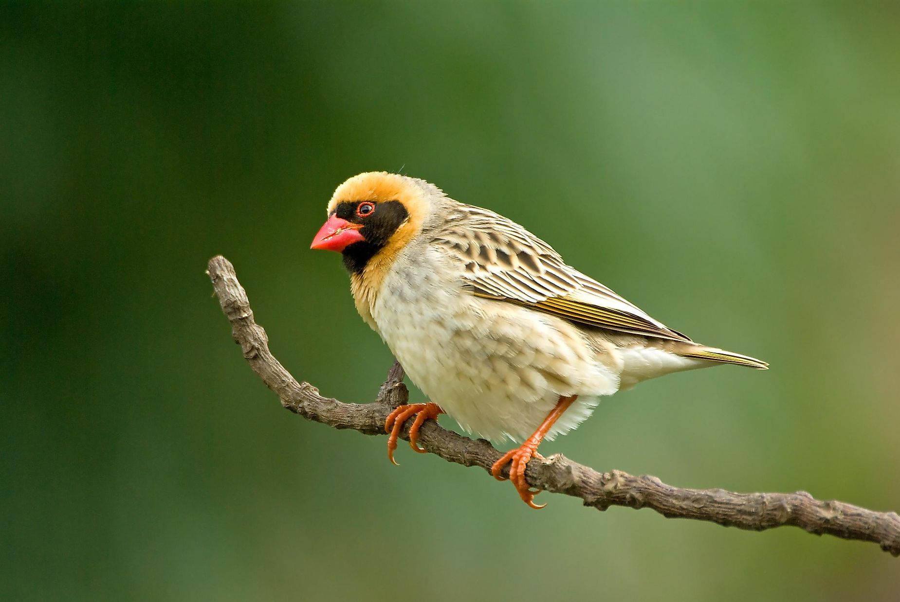 What Is The Most Common Bird In The World? - WorldAtlas