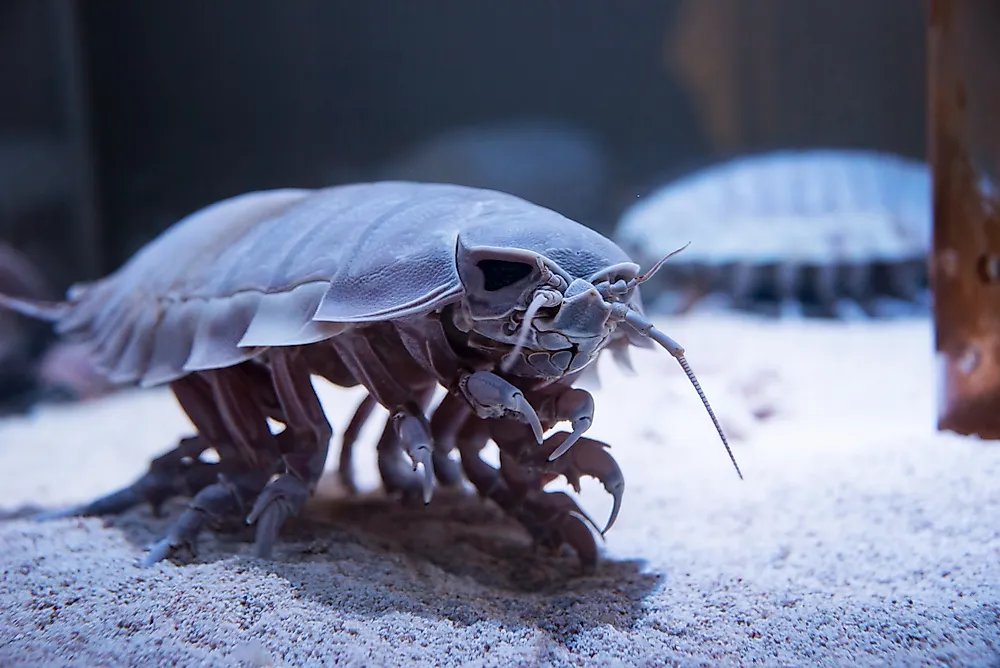 Giant Isopod Facts - Animals Of The Oceans - WorldAtlas