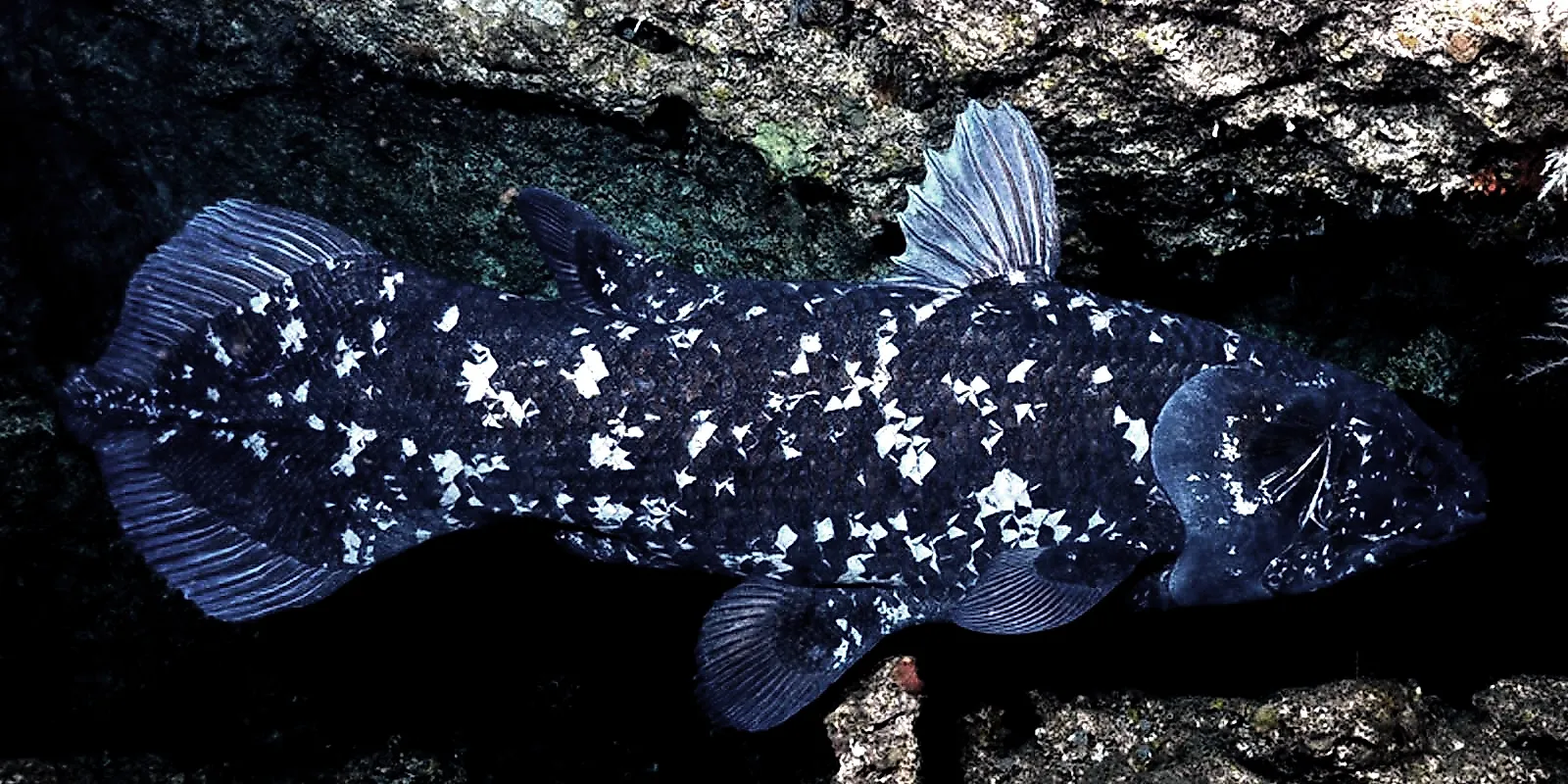 10 Interesting Facts About Coelacanths - WorldAtlas