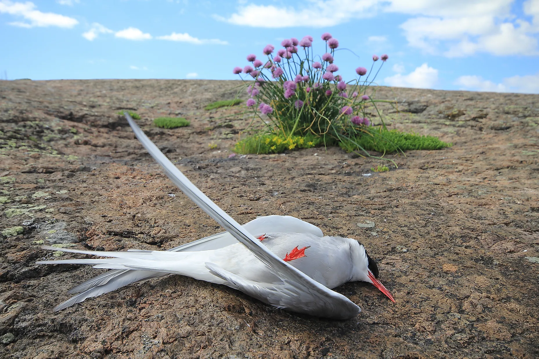 5 Unexplained Mass Bird Deaths - WorldAtlas