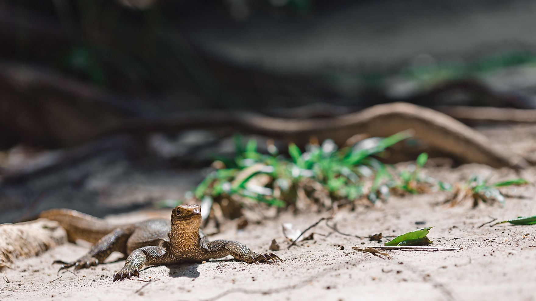 Warm-blooded And Cold-blooded Animals: What Is The Difference? - WorldAtlas