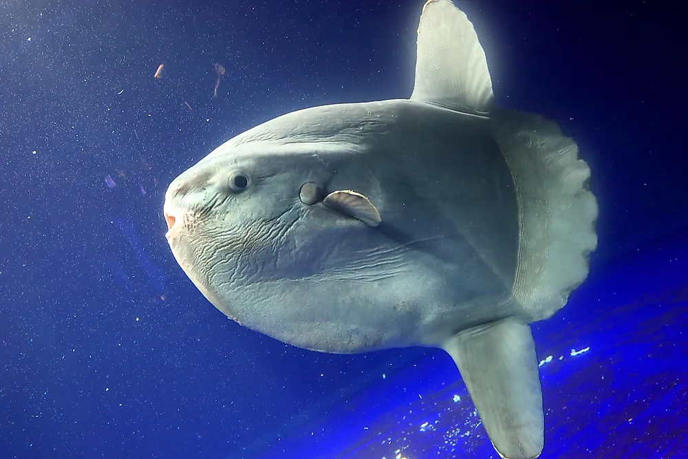 Ocean Sunfish Facts - Animals of the Ocean - WorldAtlas