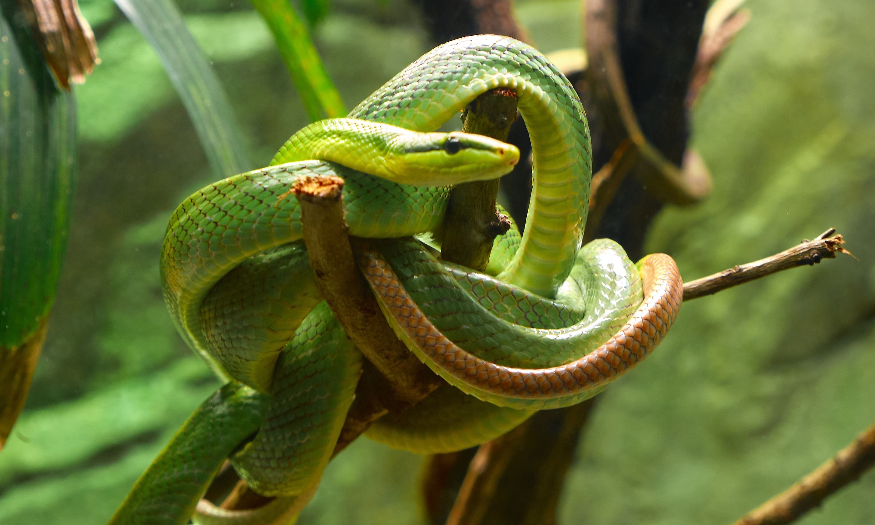 Green Snake Species