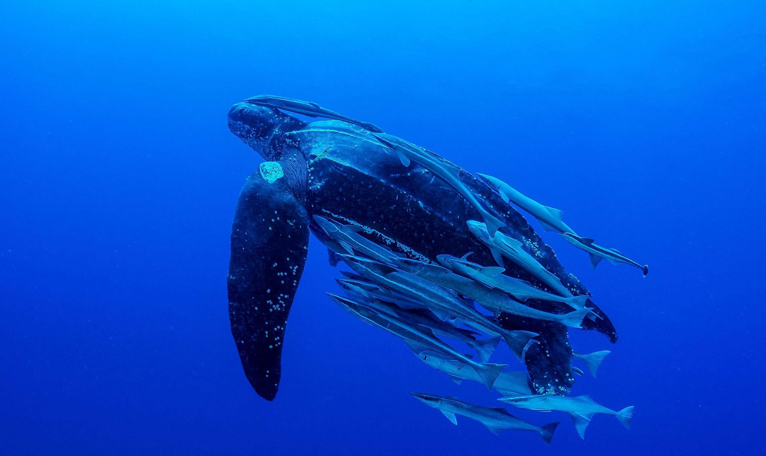 Giant Leatherback Turtle Mouth