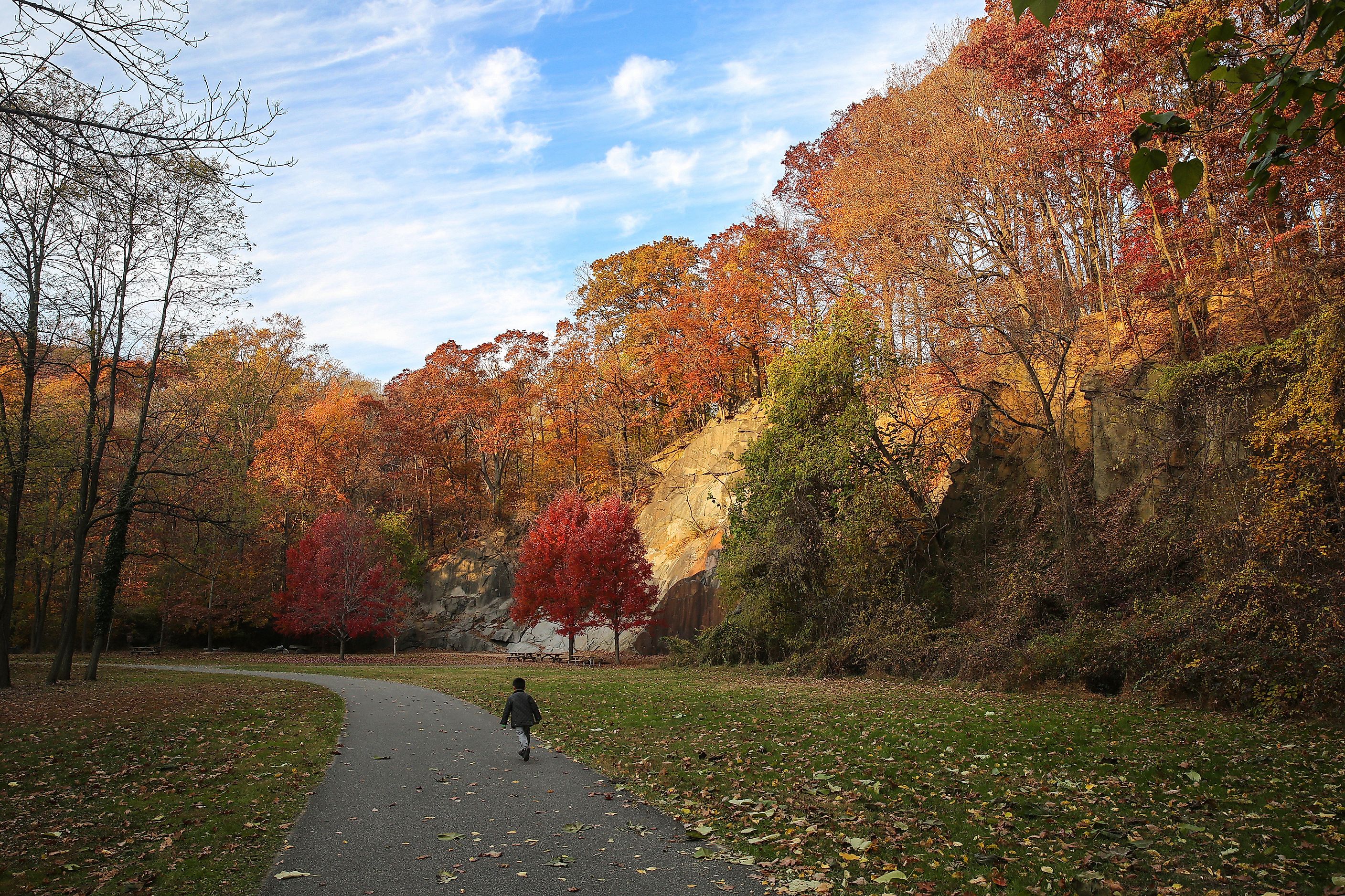 Delaware Fall Trees