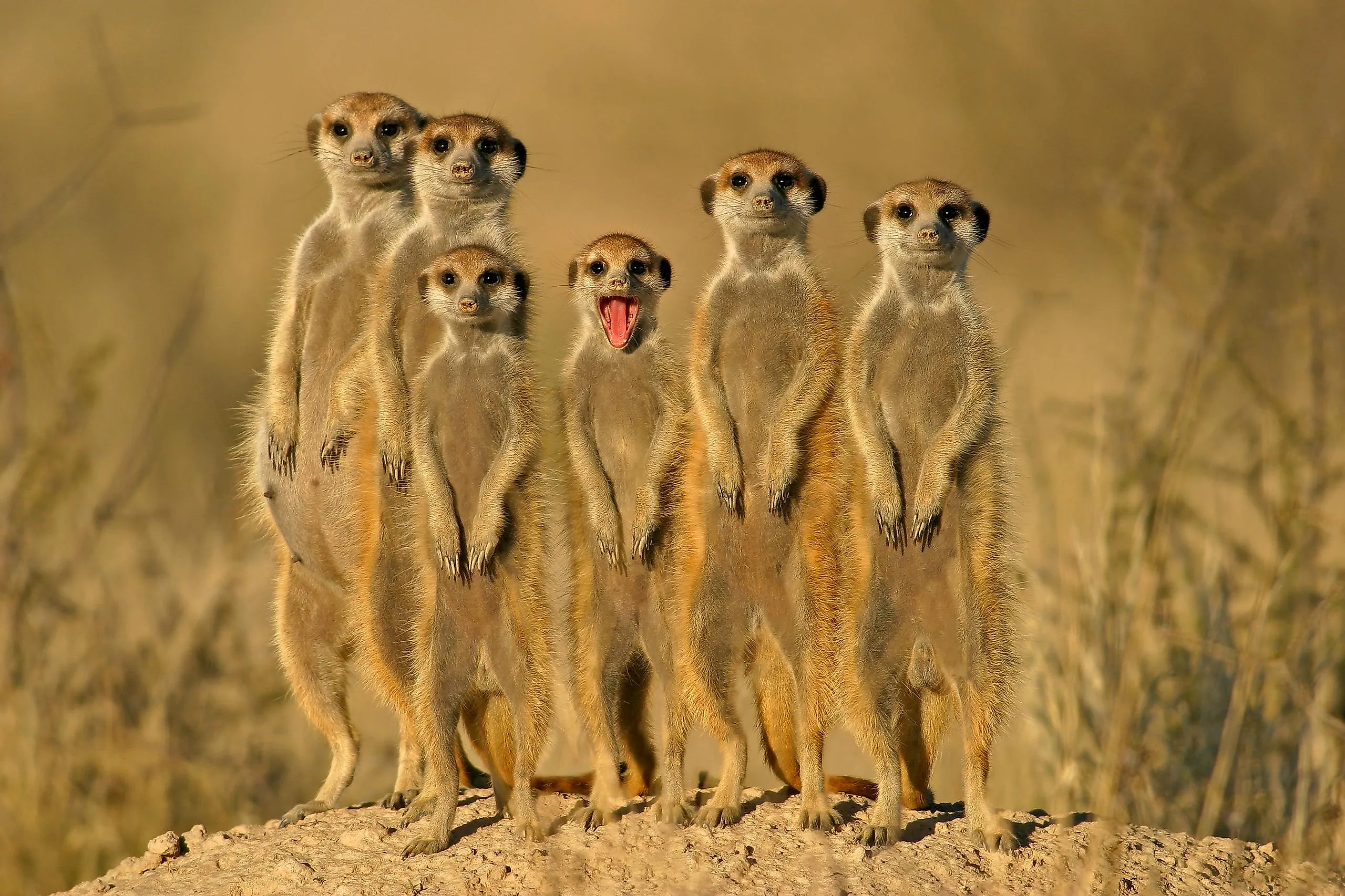 Desert Rodents List