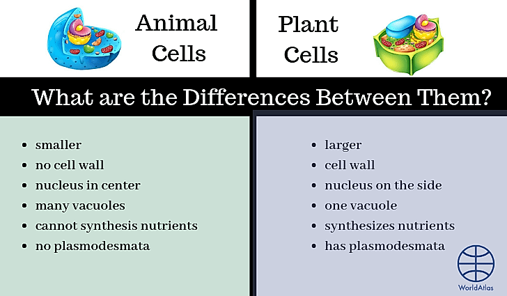 Animal And Plant Cell Differences