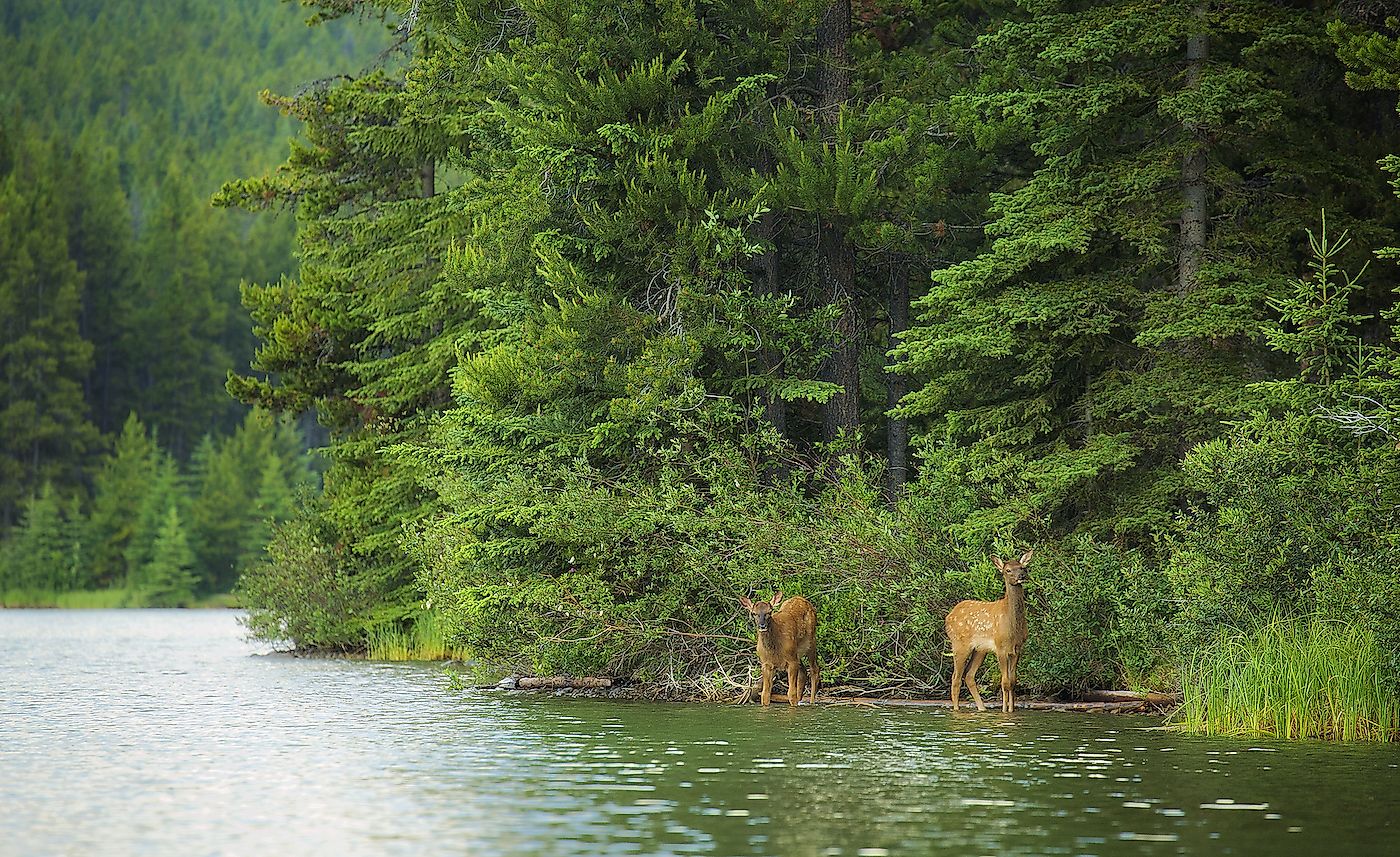 10 Animals That Live In Coniferous Forests Worldatlas