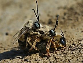 Why Are Bees Going Extinct? - WorldAtlas.com