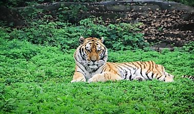 What And Where Is The Chaparral? - WorldAtlas.com