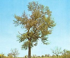 Environment: Page 97 - WorldAtlas.com