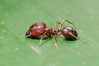 How is Acid Rain Formed? - WorldAtlas.com