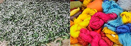 How Is Silk Produced From Silkworms? - WorldAtlas