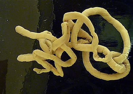 Oishimaya Sen Nag - WorldAtlas