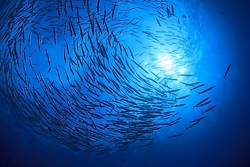 What Animals Live in the Atlantic Ocean? - WorldAtlas.com